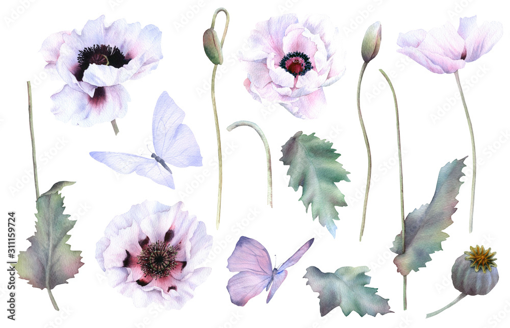A picturesque set of full-blown white poppy flowers, poppies in bud ...
