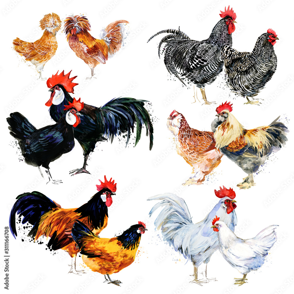 Chicken breed collection. Poultry farming set. isolated domestic farm ...