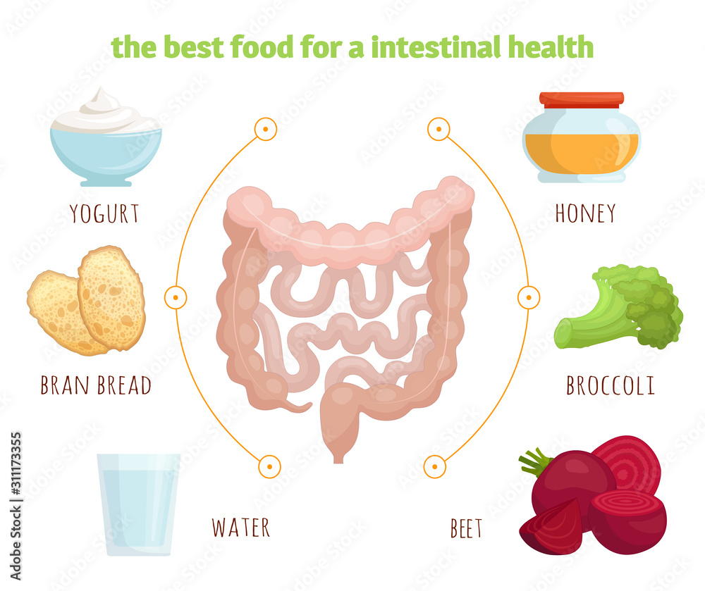 The best food for a healthy intestines. Vector infographic isolated on ...