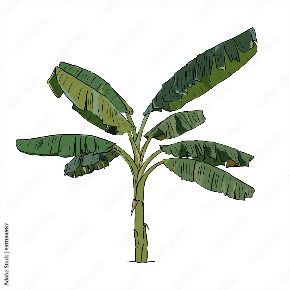 isolated tropical green banana tree vector illustration, garden plant ...