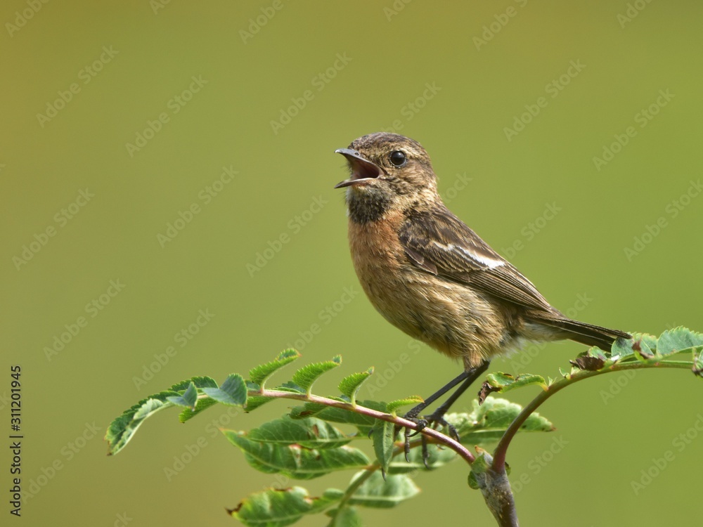 Tarier patre femelle (Saxicola rubicola) protégeant son territoire ...