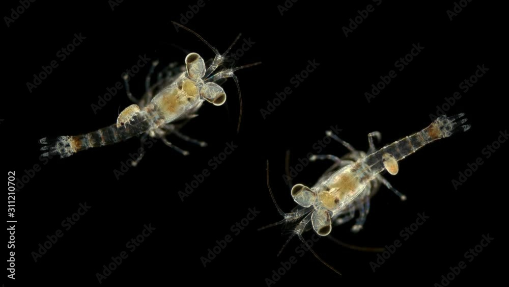 Mizida shrimp and the parasitic Isopoda larva under a microscope, at ...