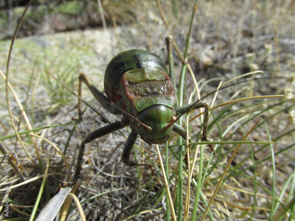 insecto verde macro campo naturaleza Stock Photo | Adobe Stock