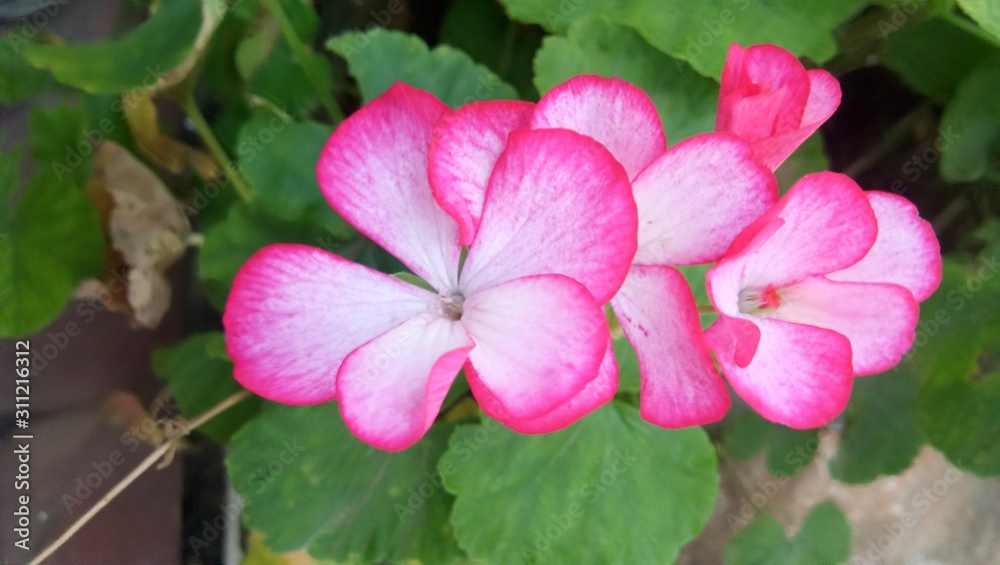Indian Flowers and Nature Stock Photo | Adobe Stock