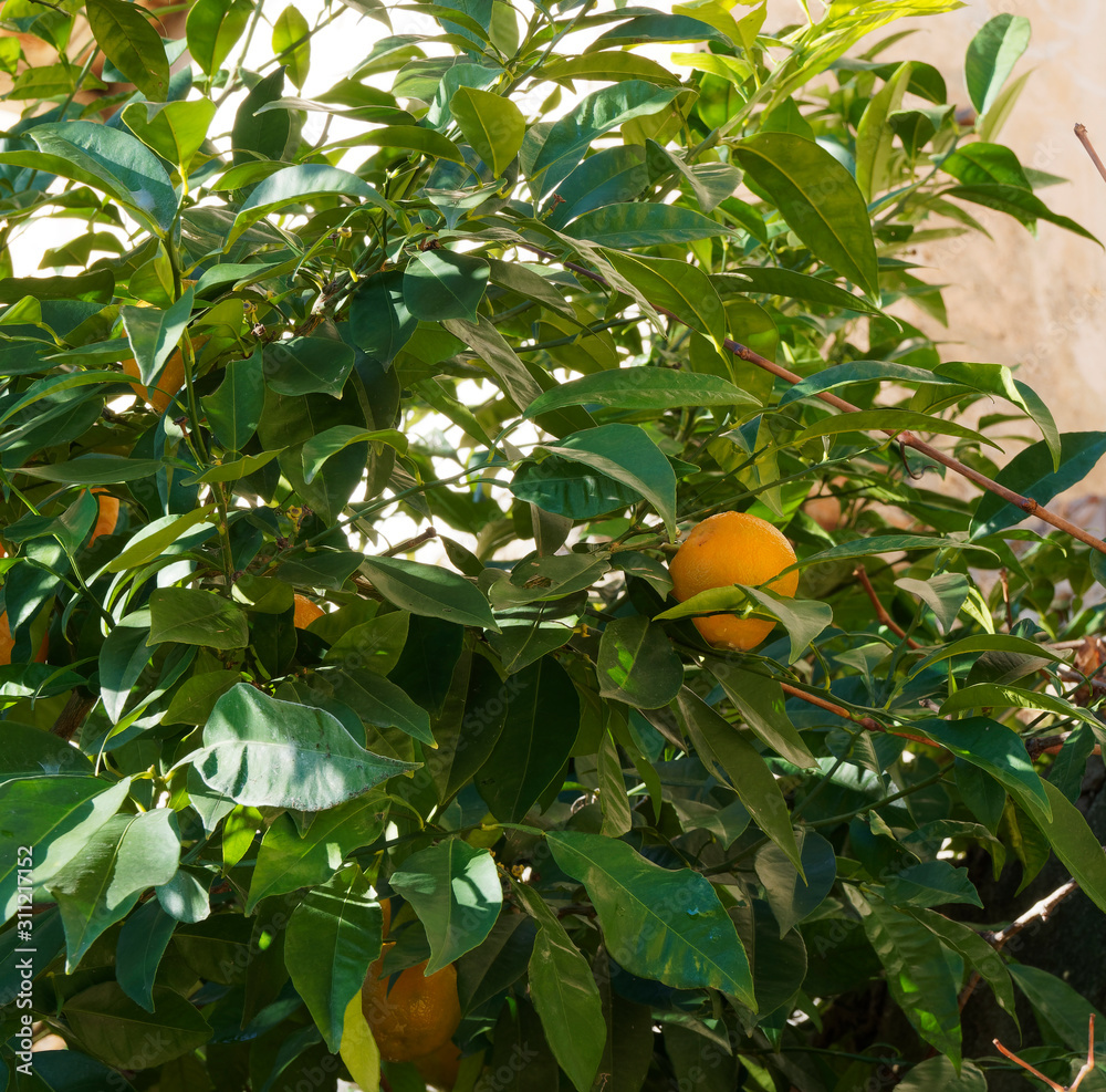 Bigaradier ou oranger amer (Citrus aurantium) aux rameaux garnis d ...