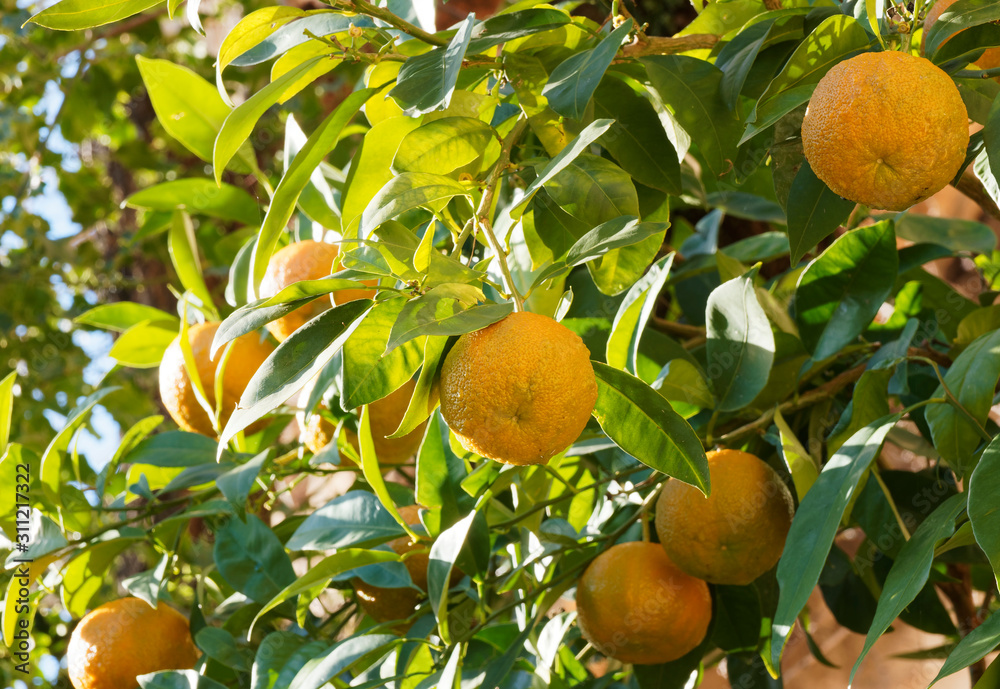 (Citrus aurantium) Bigaradier ou oranger amer aux rameaux garnis d ...