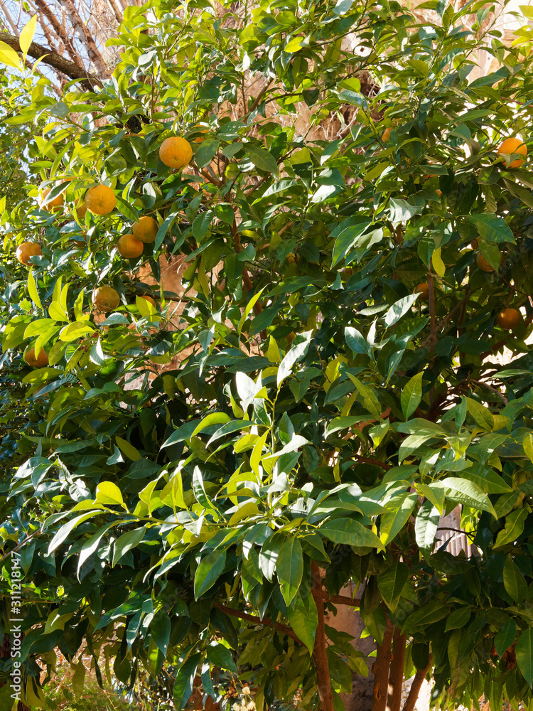 Foto de (Citrus aurantium) Bigaradier ou oranger amer aux rameaux ...