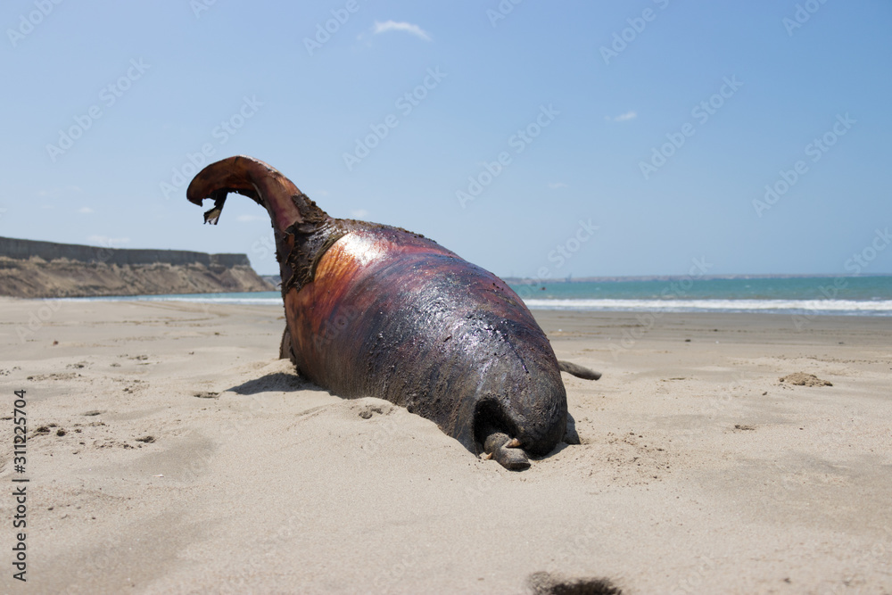 Dead sea lion on the coast of the beach, his skin is already ...