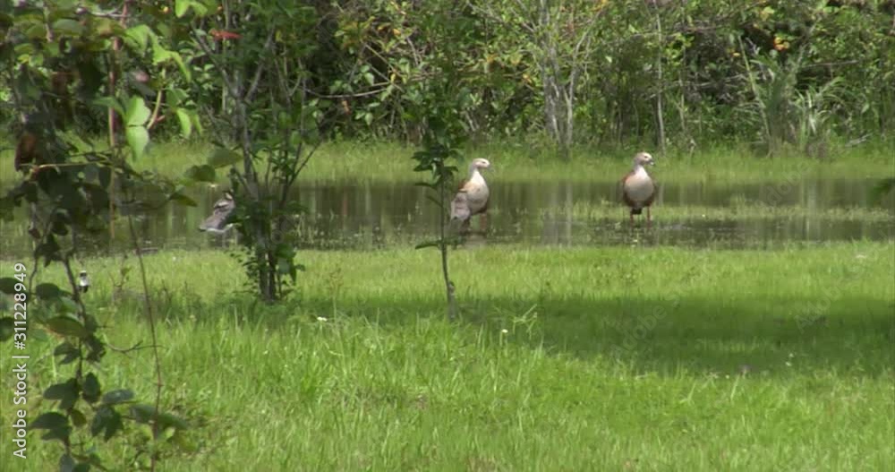 Orinoco Goose, Brazil: Brazil, The River of the Dead, Xingu River, the ...
