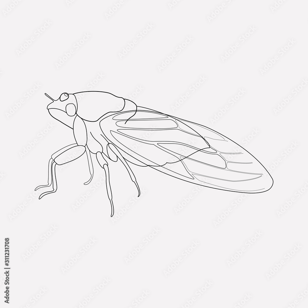 Cicada icon line element. Vector illustration of cicada icon line ...