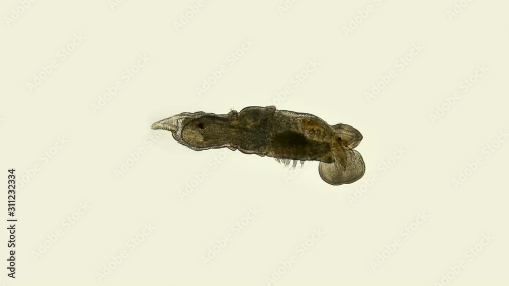 Chaetopteridae worm larva under a microscope, class: Polychaete worms ...