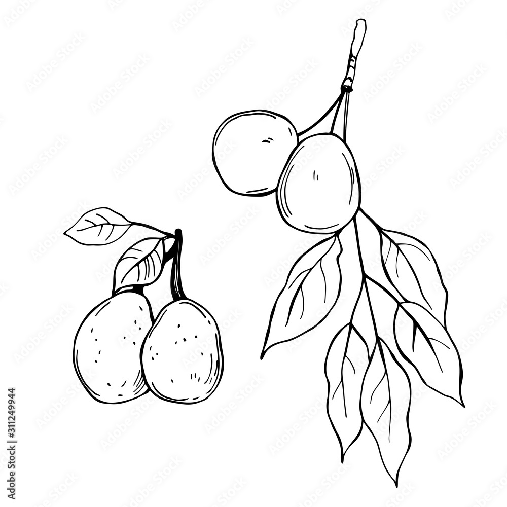 Hand drawn African fruits. Marula(Sclerocarya birrea) Vector sketch ...