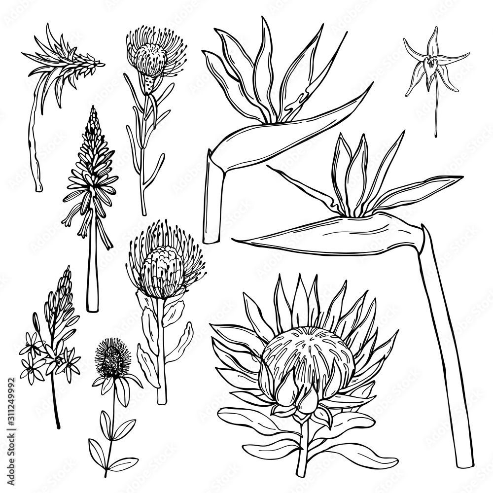 Hand drawn African flowers on white background. Vector sketch ...