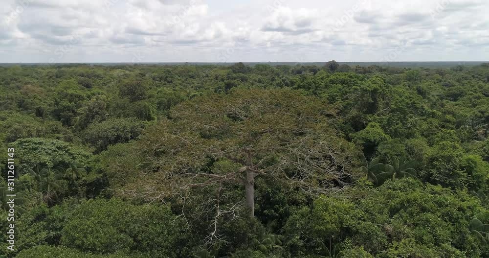 Aerial image of the imposing Amazon rainforest and its symbol tree ...