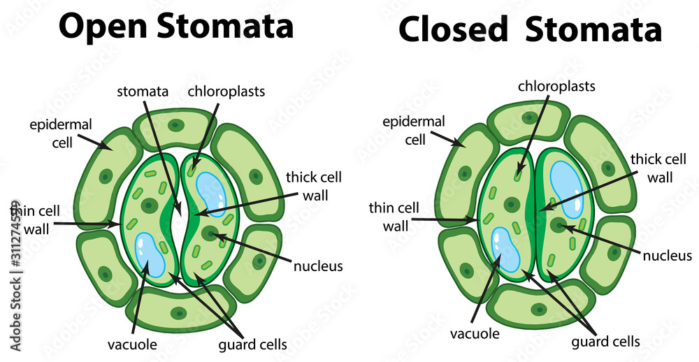 Diagram showing open and closed stomata on the chart Stock Vector ...