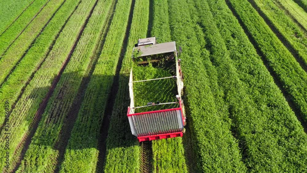 Vidéo Stock Cilantro picker processing rows in a large field, Aerial ...