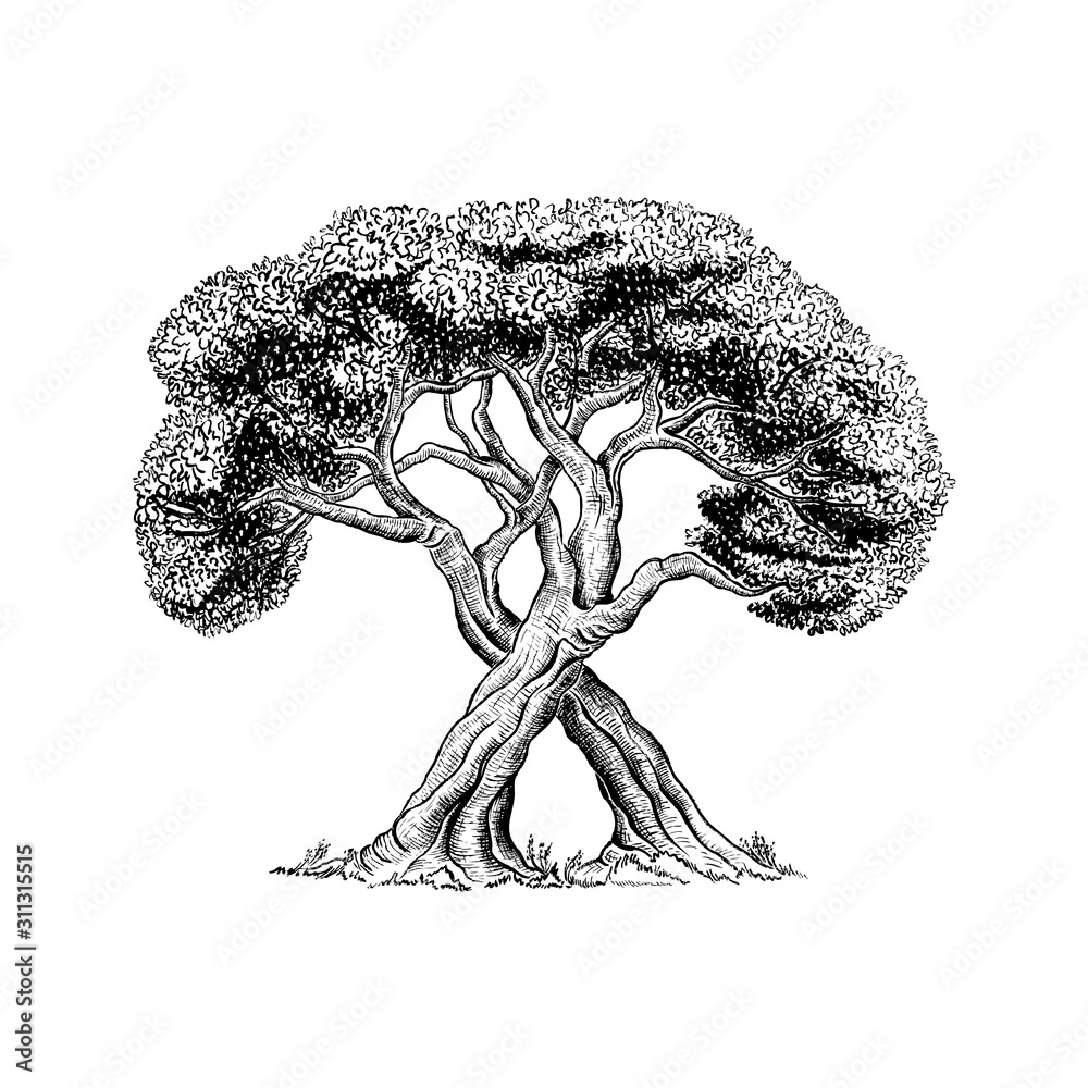 Trees intertwining with each other, hand drawn illustration in sketch ...
