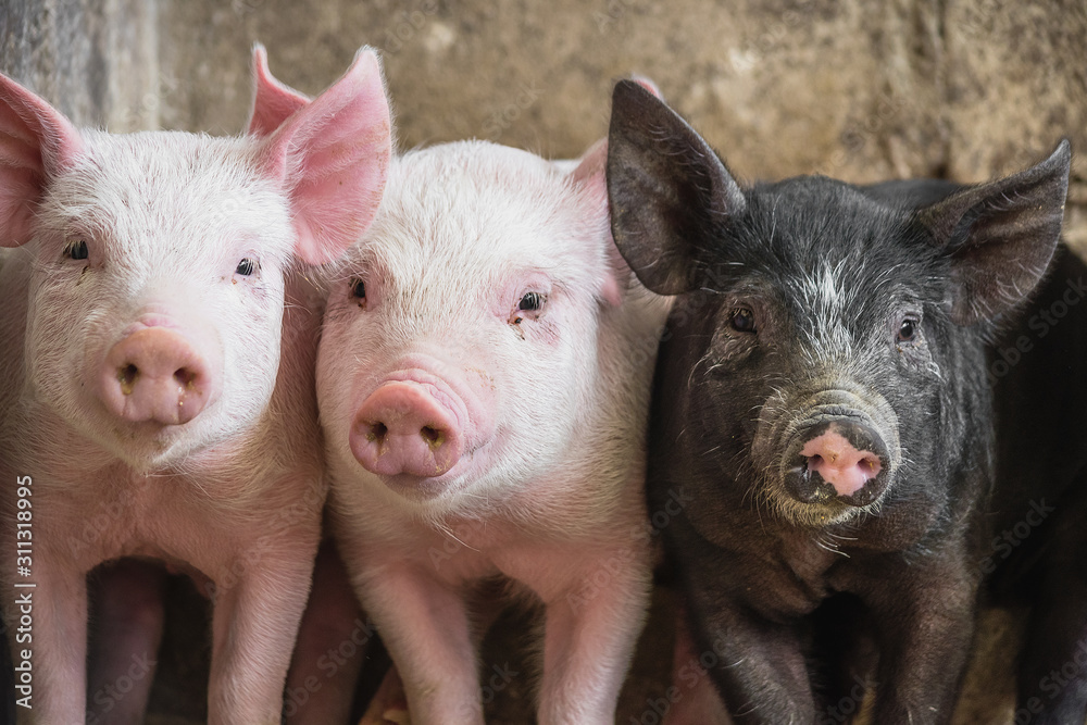 Foto de cerditos 3 do Stock | Adobe Stock