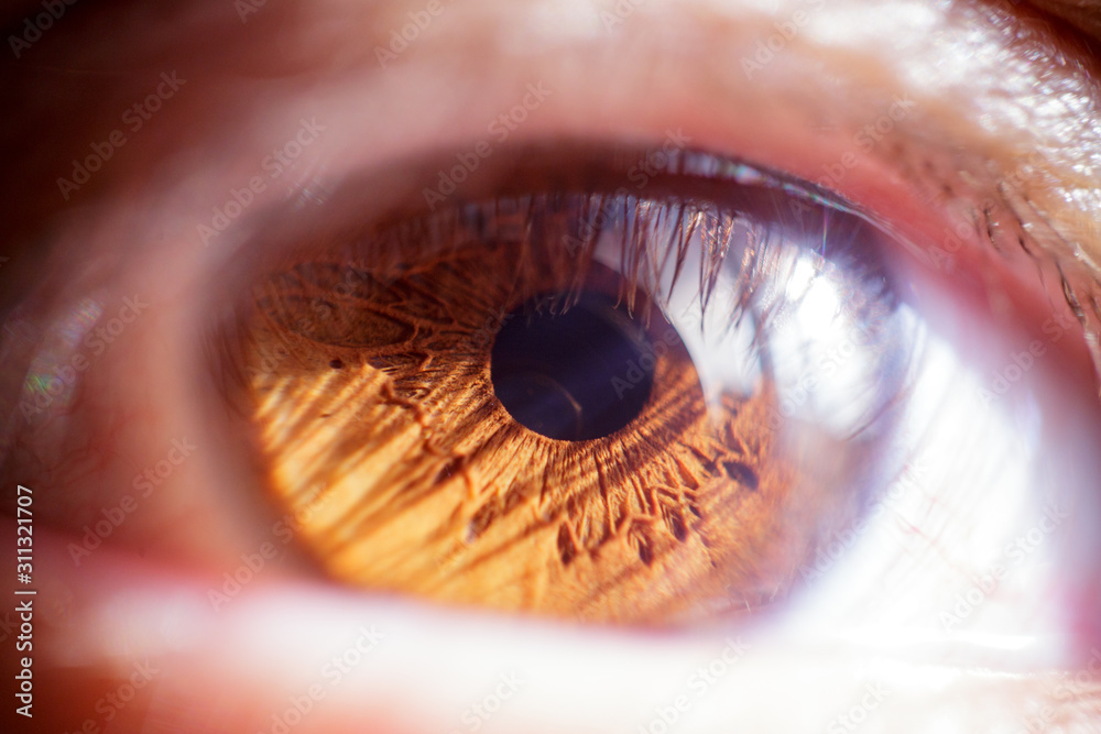 Macro shot of the human eye. Brown eyes near. Soft focus. The ...