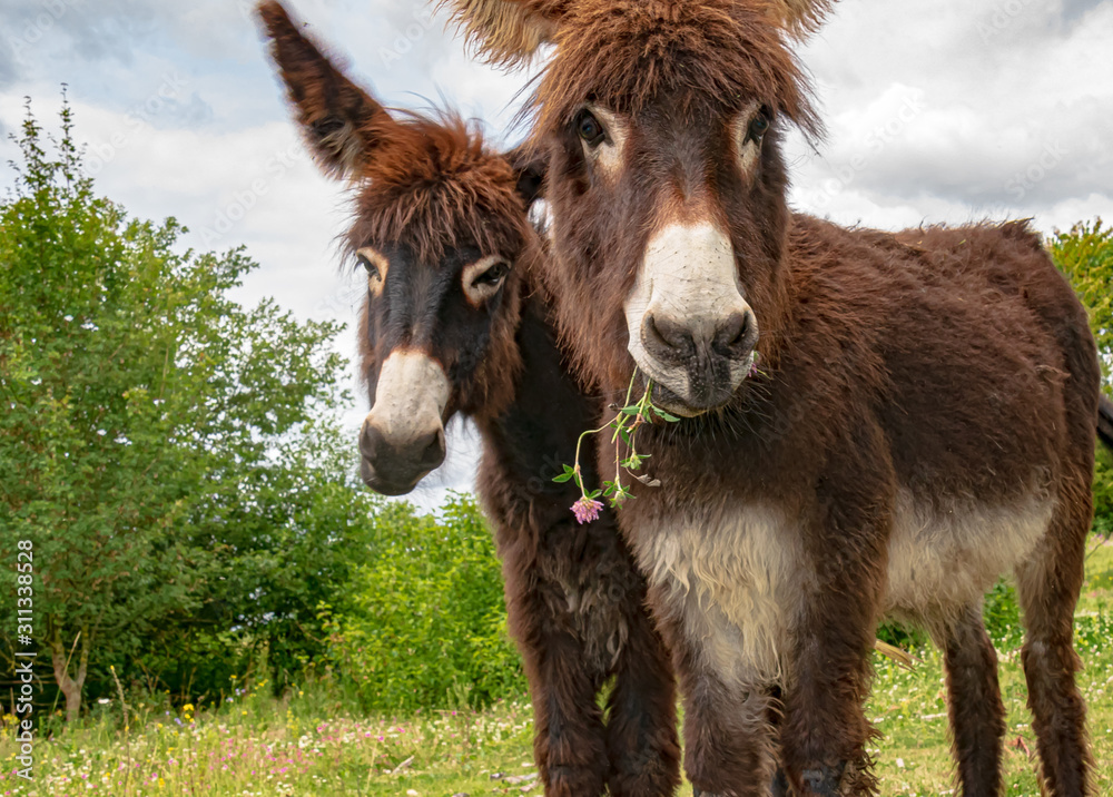 Cute Donkeys