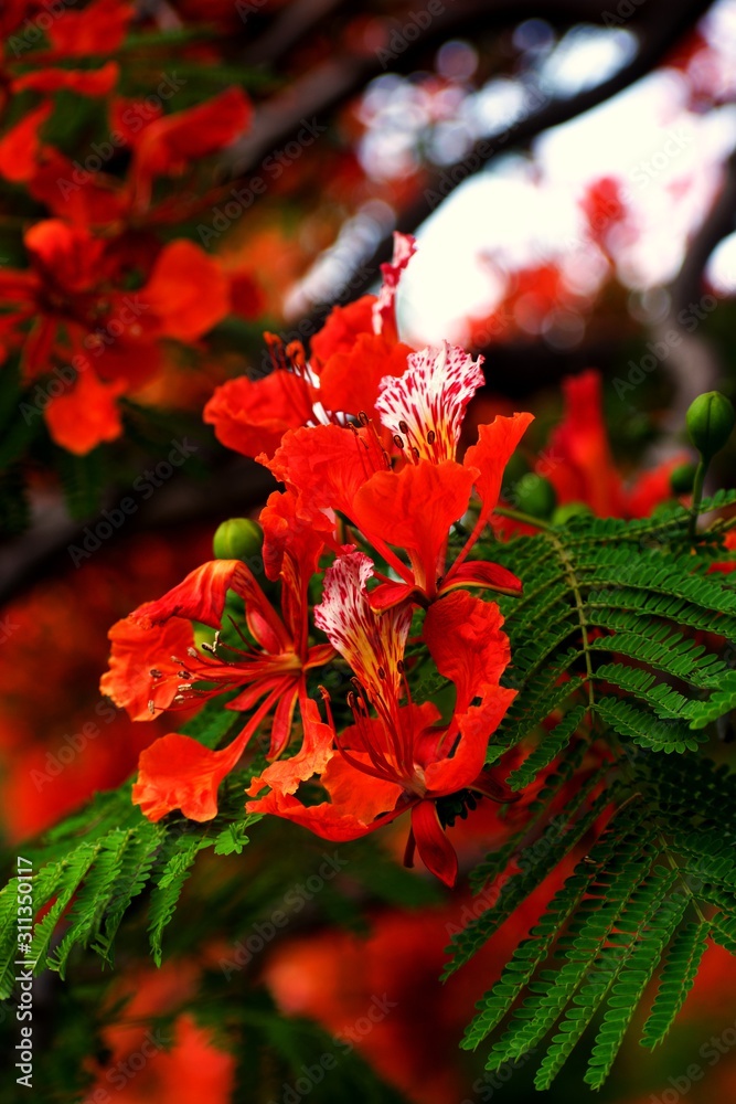 Flamboyant Stock Photo | Adobe Stock
