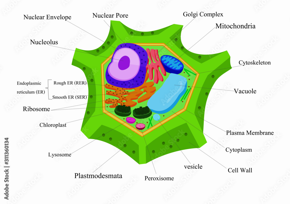 Organelle Plant Cell