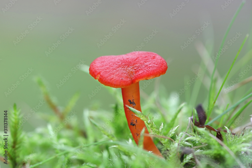 Hygrocybe coccinea, known as the scarlet hood, scarlet waxcap or ...