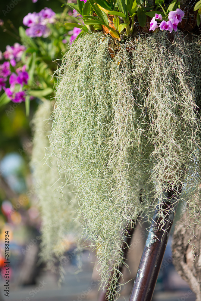 Crine Vegetale Cura(Come Si Cura, Coltivazione,, 58% OFF