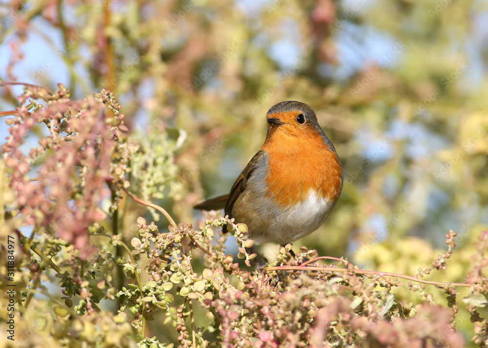 European robin (Erithacus rubecula) in beautiful soft sunlight. The ...