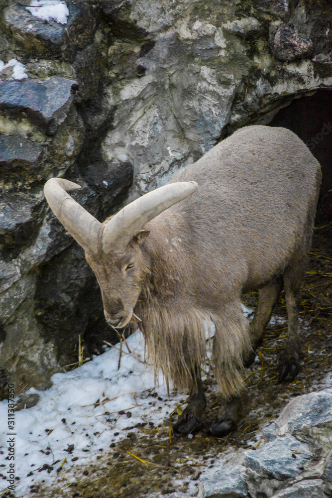 Asian mouflon at a rocky cave. A ruminant, artiodactyl animal of the ...