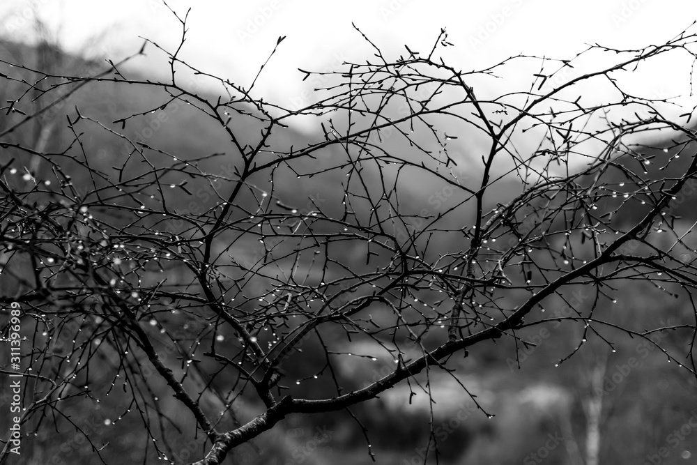 Black And White Photography Raindrops