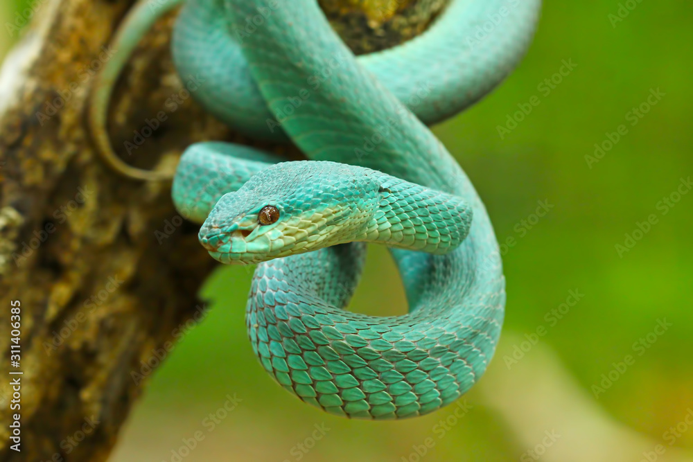 blue viper snake, venomous and poisonous snake Stock Photo | Adobe Stock