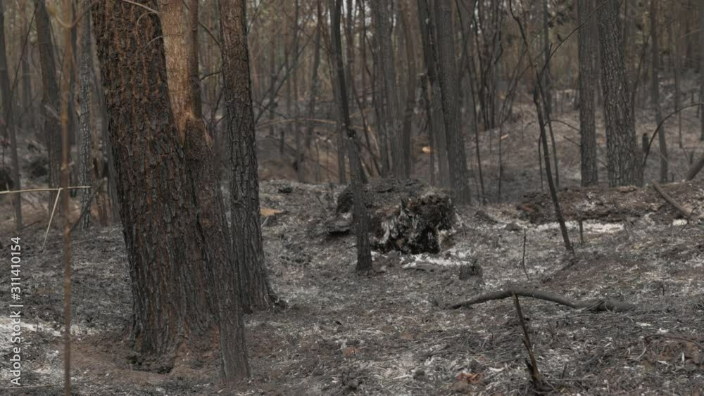 Ashes after rainforest wildfire. Burnt, charred trees after a forest ...