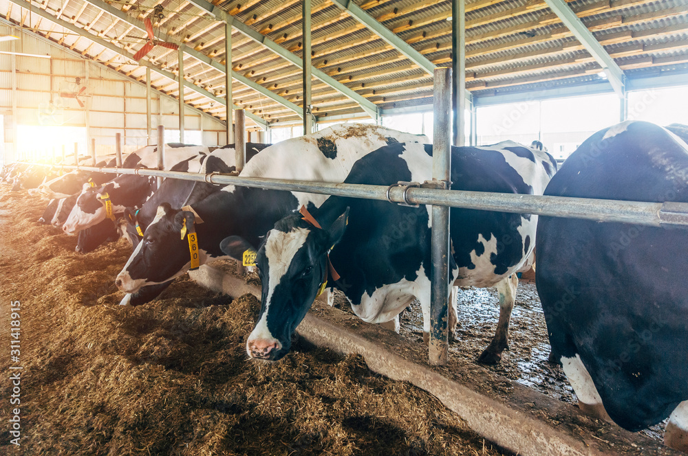 Black and white cows eating hay and compound food in barn Stock Photo ...
