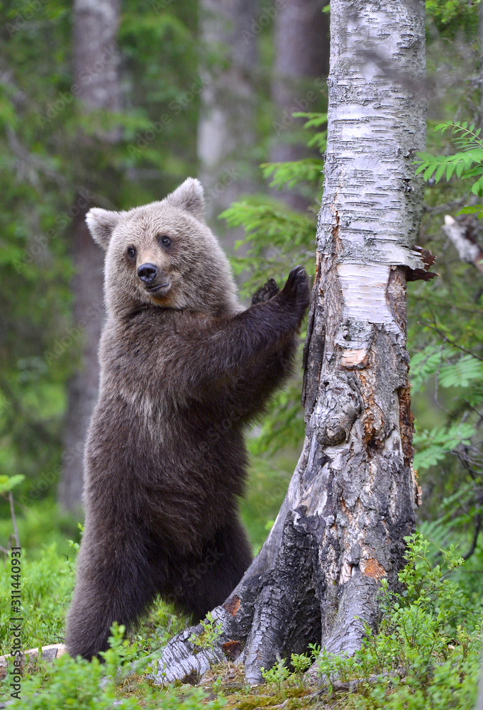 Bear cub up on its hind legs. Bear Cub of Brown bear in the summer ...