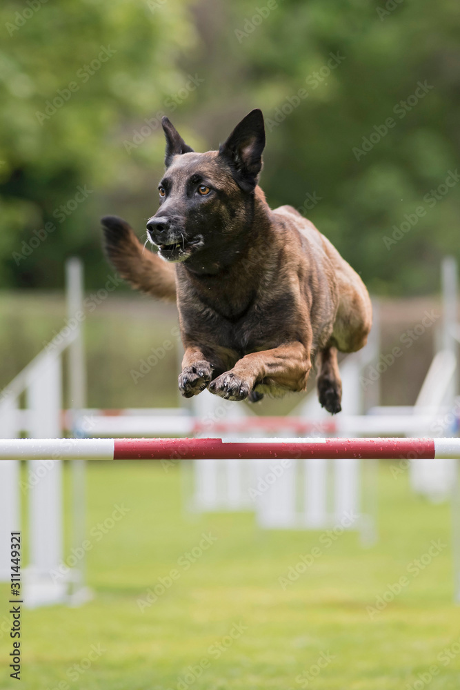 berger belge malinois en agility Stock Photo | Adobe Stock