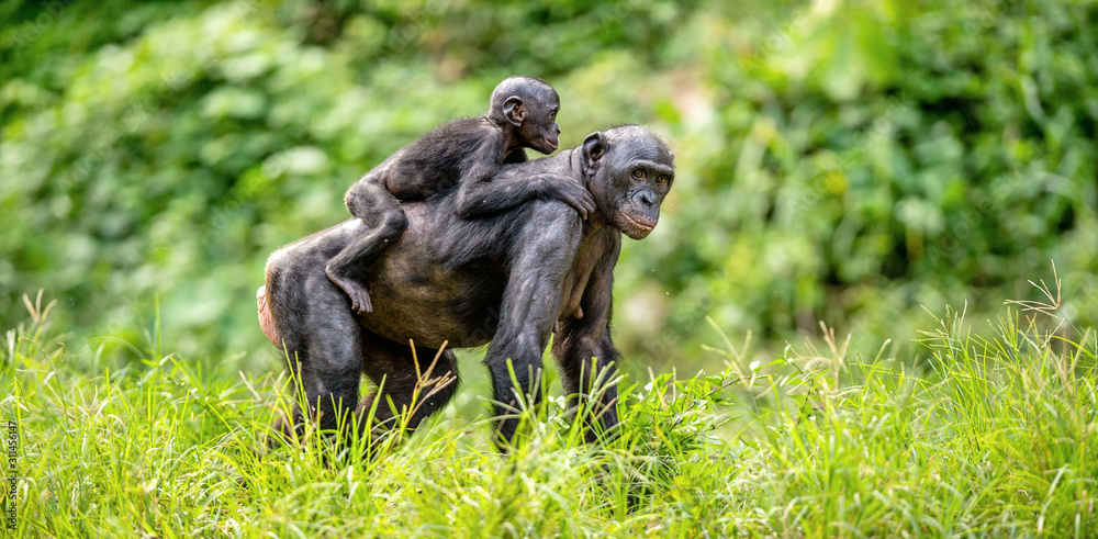 Bonobo Cub on the mother's back. Green natural background. The Bonobo ...