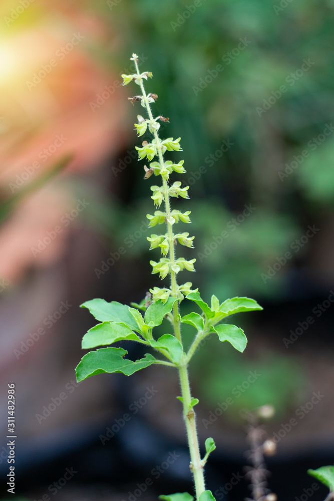 Basil Flower Buds