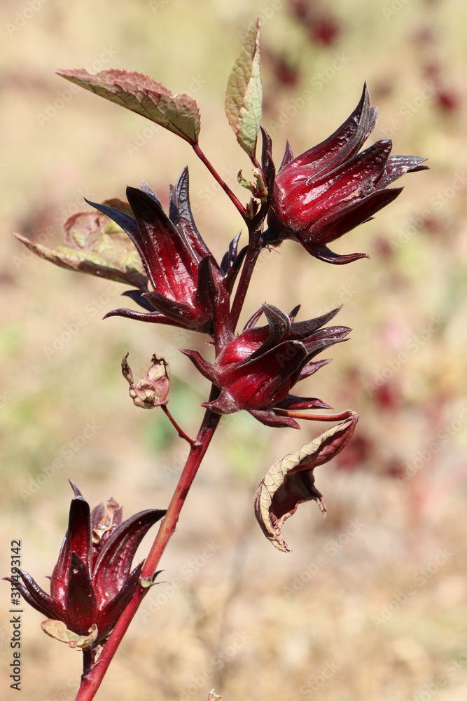 fleur de bissap Foto Stok | Adobe Stock