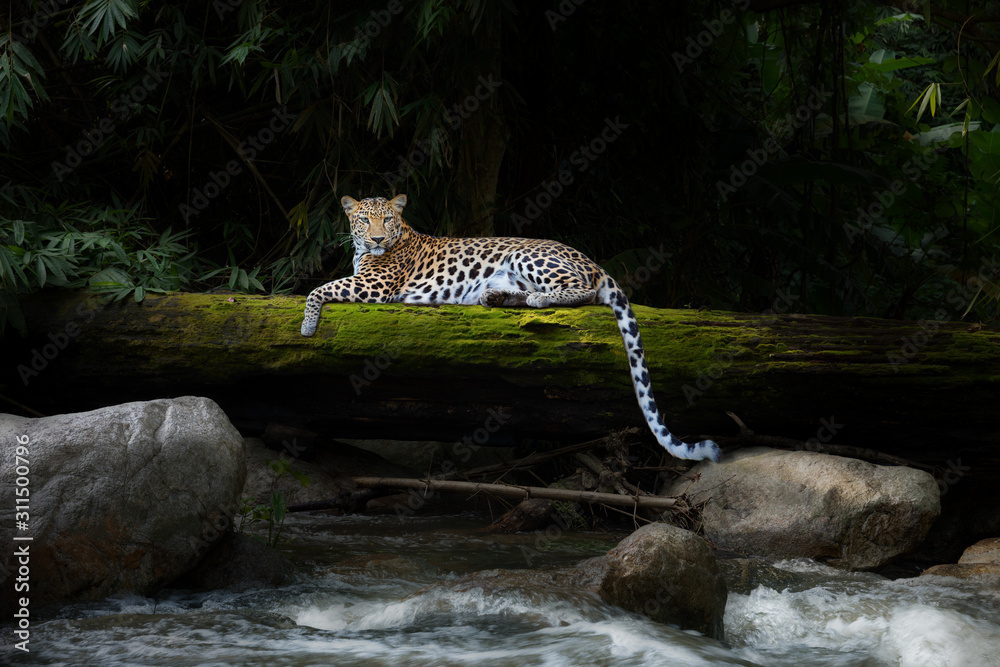 Leopard relax in the rain forest on the timber with moss Stock-Foto ...