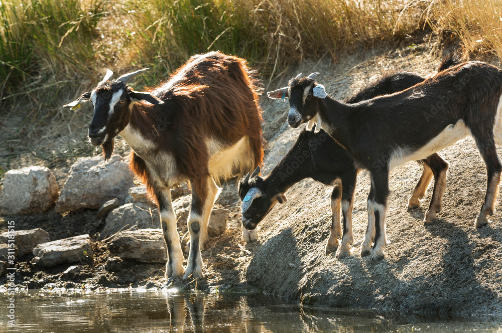 Animales de granja Stock Photo | Adobe Stock
