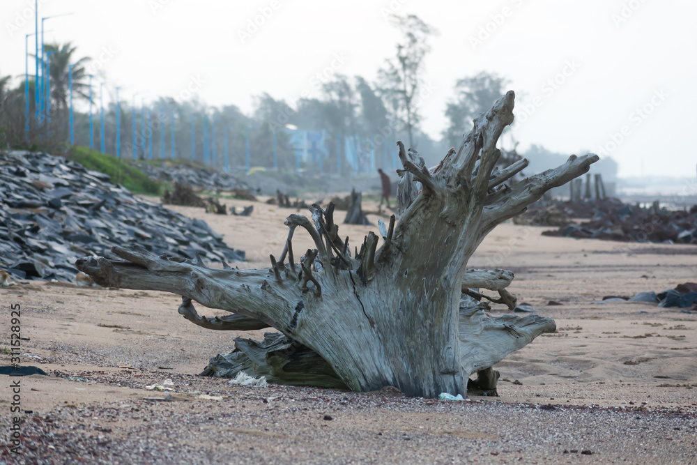 A large abandoned Fossilized roots cut tree trunk discover in pebble ...