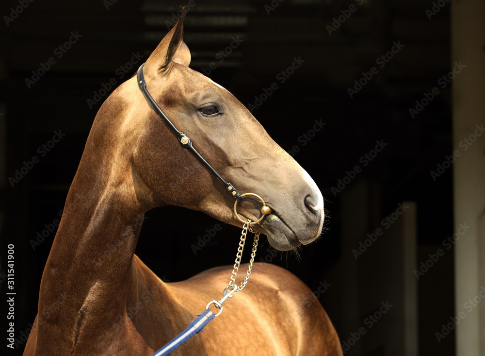 Gold Akhal-Teke horse portrait. Stallion with traditional tack, seen ...
