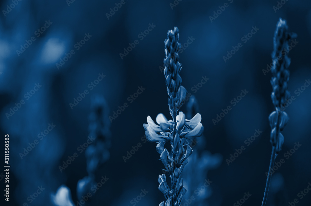 Close-up of a sainfoin inflorescence on a green background. Classic ...