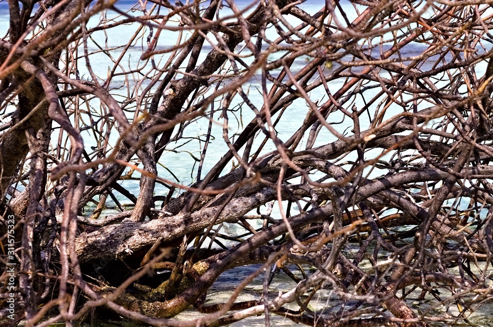 Tangle of branches of a plant in a tropical island (maldives, Ari Atoll ...