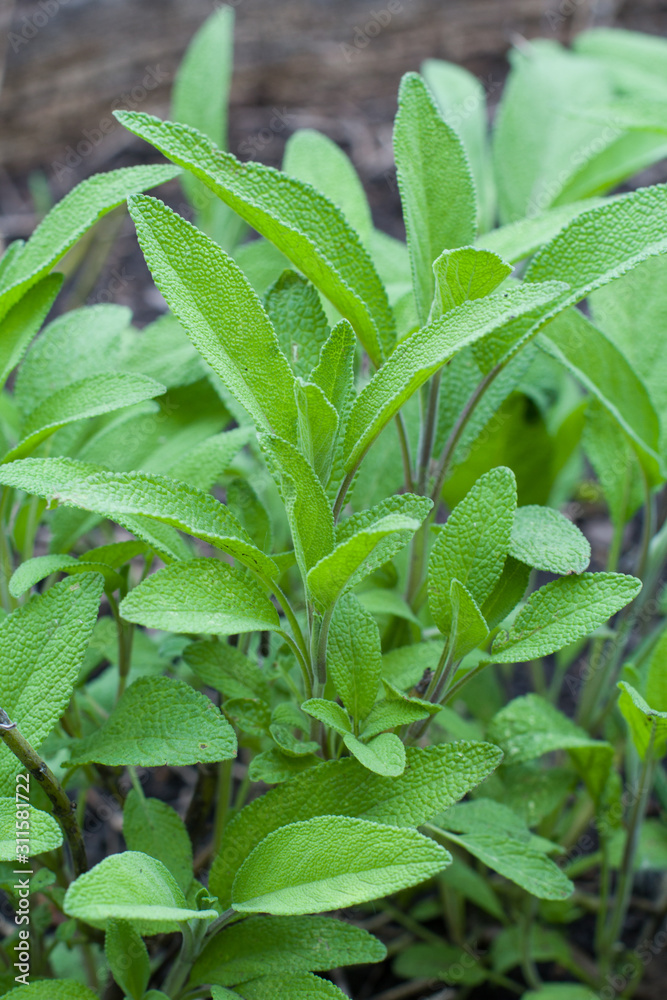 Sage Sprouts