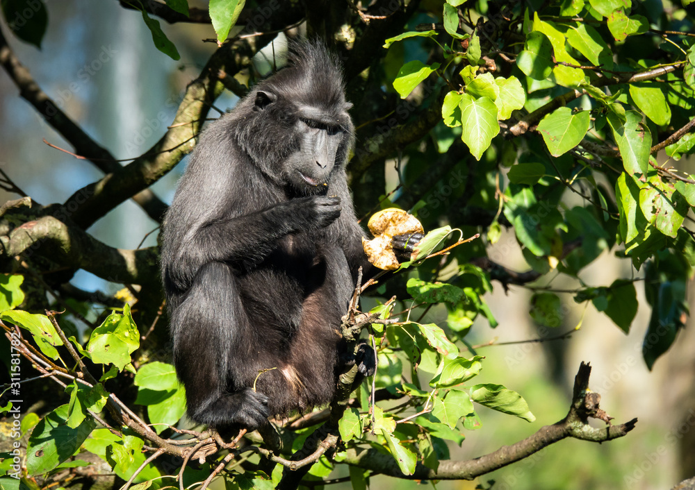Celebes crested macaque (Macaca nigra), also known as the crested black ...