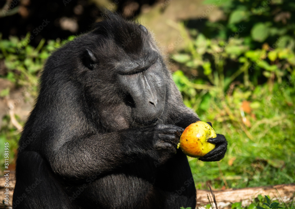Celebes crested macaque (Macaca nigra), also known as the crested black ...