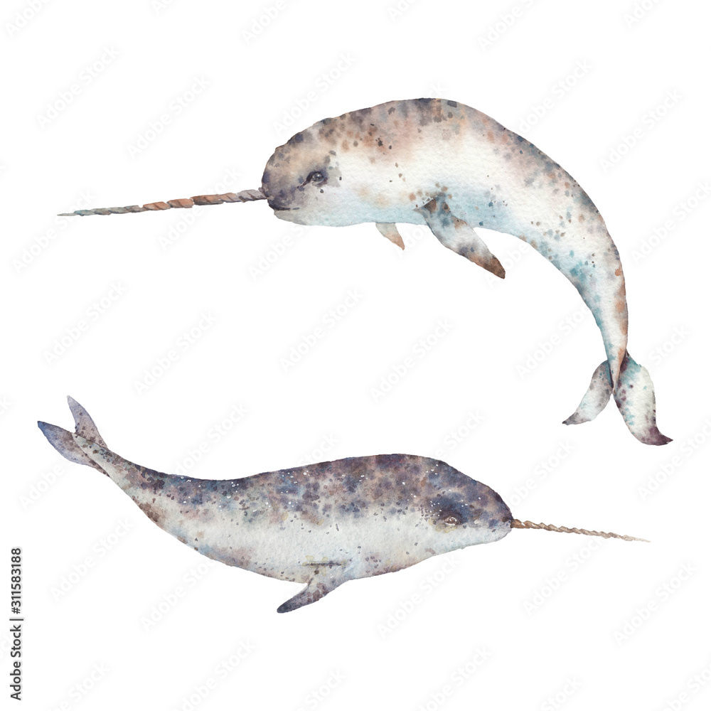 Real Narwhal Whale