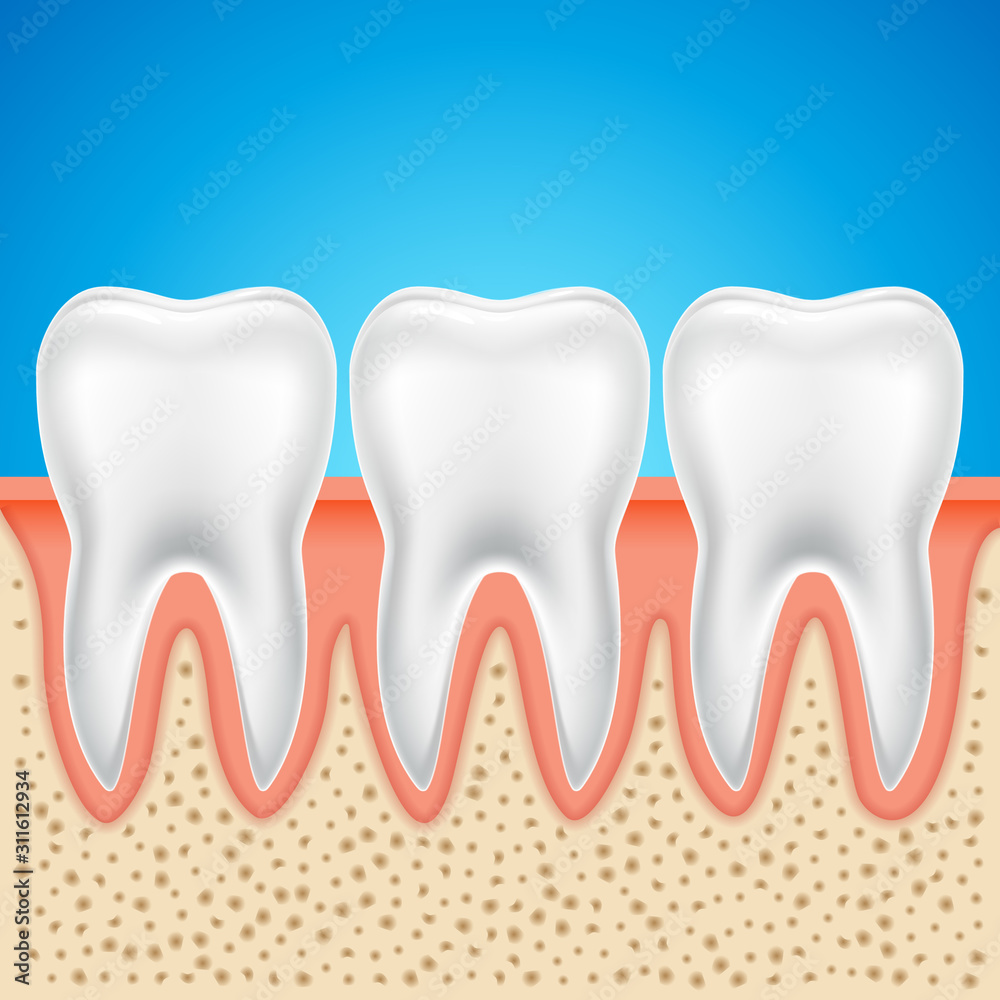 Tooth vector dental anatomy. Human tooth bone healthy illustration ...